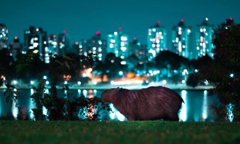 Why Are Capybaras So Chill? (7 Revealing Reasons)