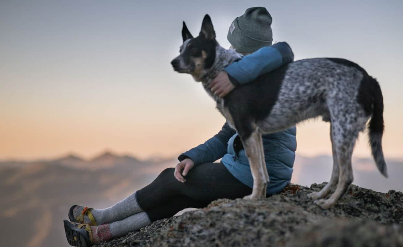 Why Do Dogs Like Me? (11 Revealing Reasons)
