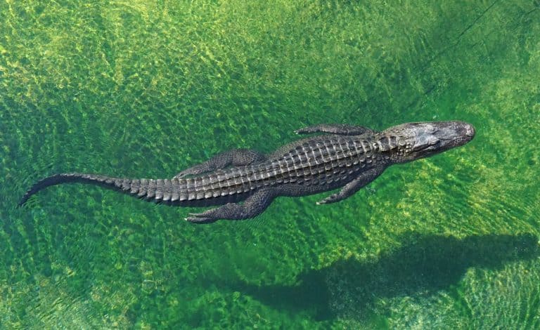 Why Do Alligators Roll? (5 Reasons Why) | VeryInformed