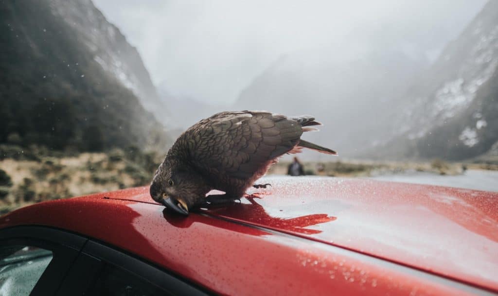 Why Would A Bird Fly Into Your Car? (7 Reasons Why)