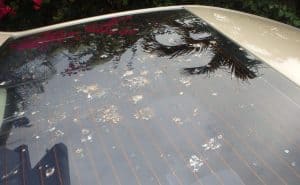 Why Do Birds Poop On Cars? (9 Revealing Reasons)