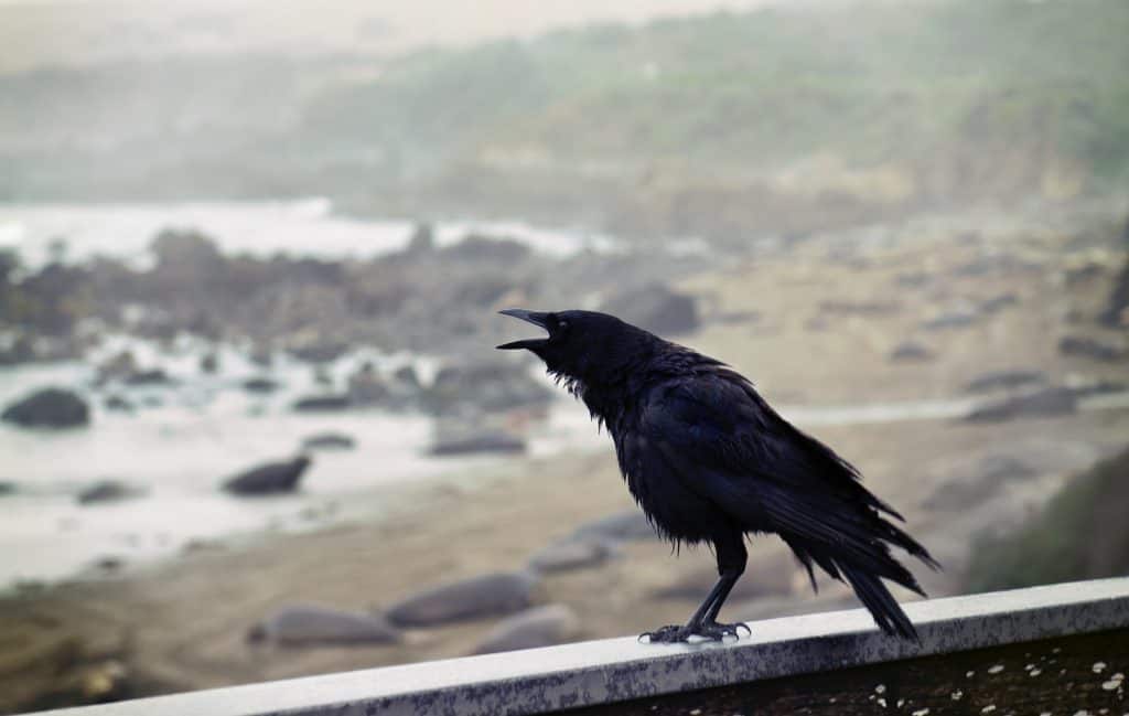 Why Do Crows Follow Me? (7 Revealing Reasons)