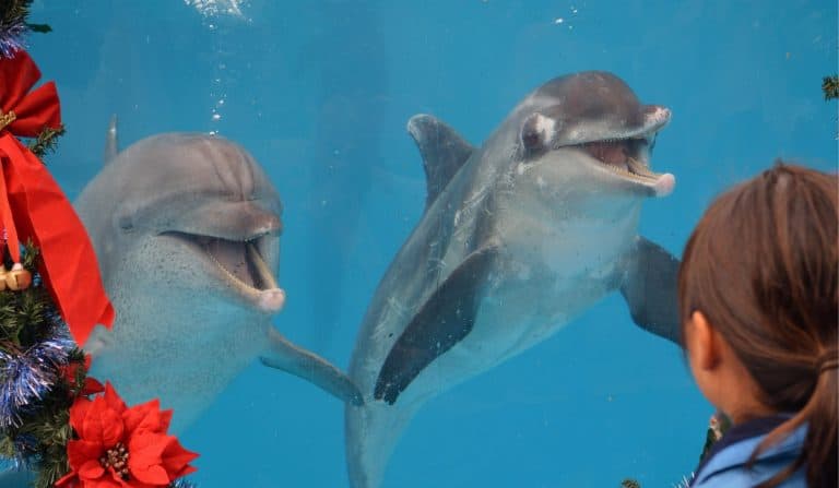 Why Are Dolphins So Friendly? (9 Reasons Why)