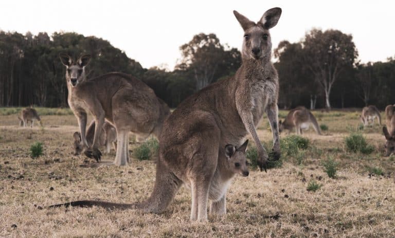 Why Are Kangaroos So Buff? (9 Reasons Why)