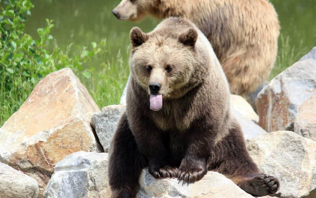 Why Are Bears So Cute? (11 Revealing Reasons)