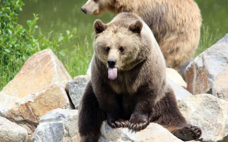 Why Are Bears So Cute? (11 Revealing Reasons)