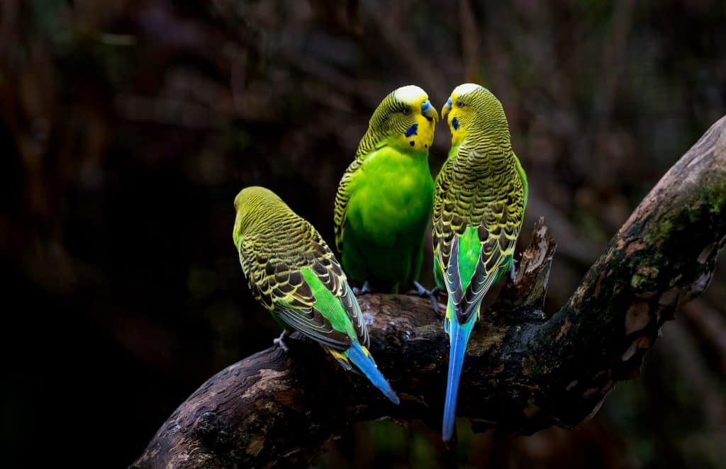 Why Are Budgies So Cute? (9 Revealing Reasons)