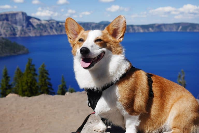 Why Are Corgis So Cute? (11 Reasons Why)