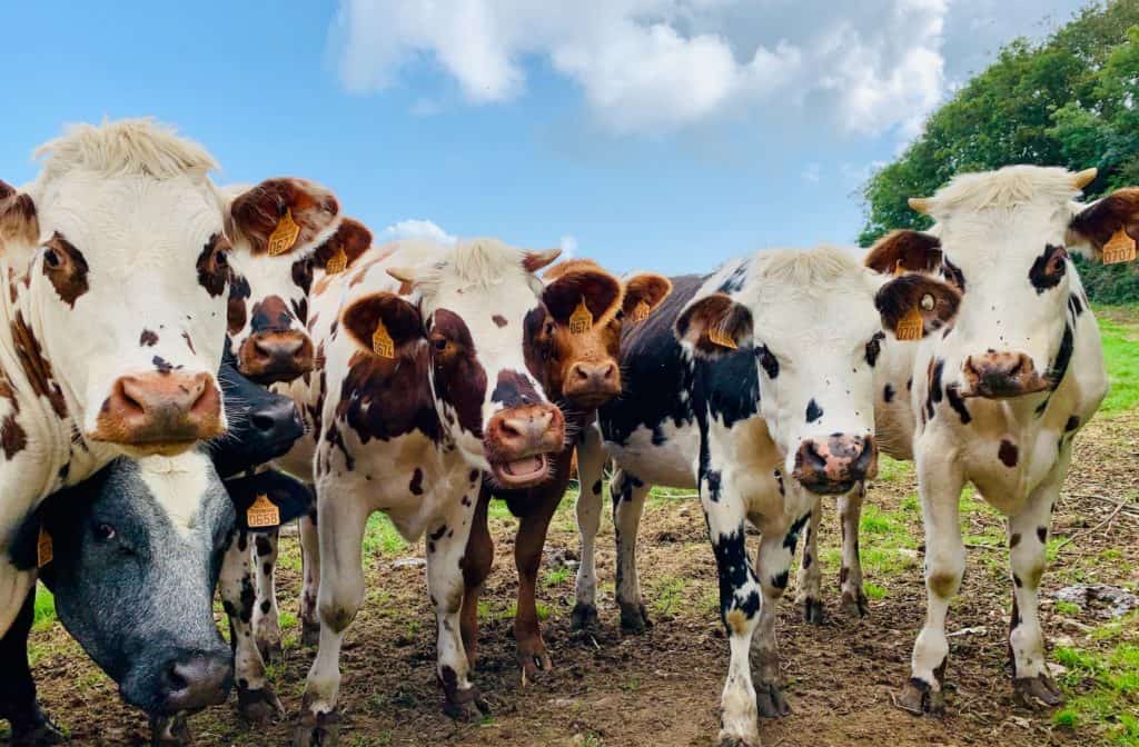 Why Are Cows So Cute? (11 Revealing Reasons)