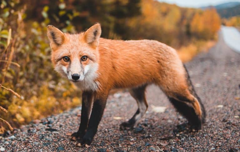 Why Are Foxes So Cute? (9 Revealing Reasons)