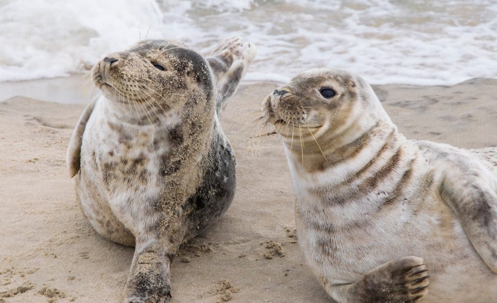 Why Are Seals So Friendly? (9 Revealing Reasons)