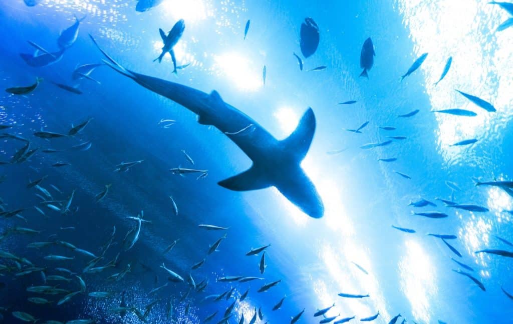 Why Do Fish Swim With Sharks? (7 Reasons Why)