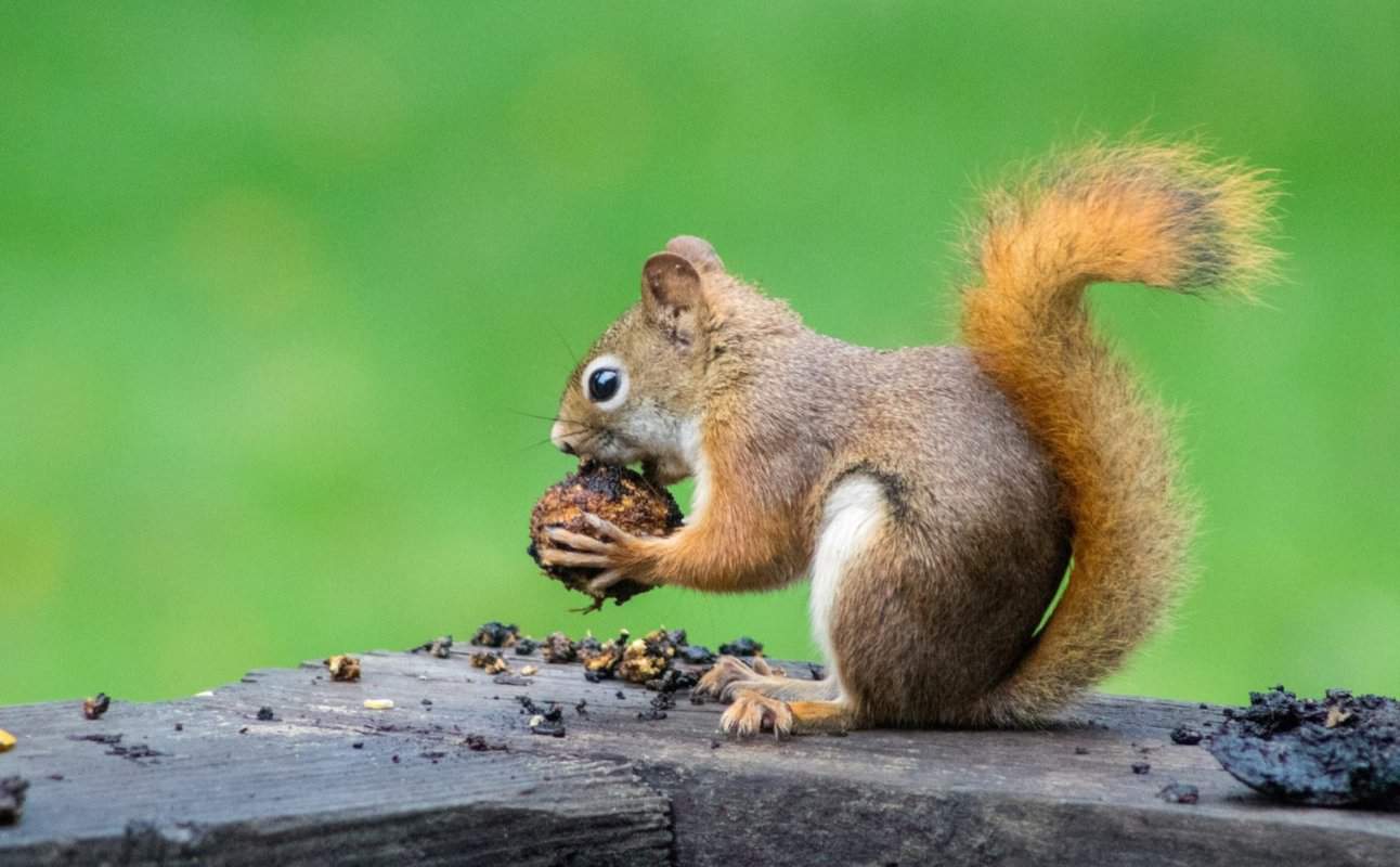 Why Are Squirrels So Cute? (11 Revealing Reasons)