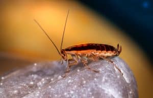 Why Do Cockroaches Exist? (9 Revealing Reasons)