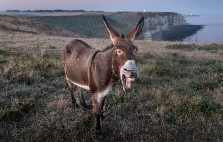 Why Are Donkeys Called Jackasses? (What To Know)