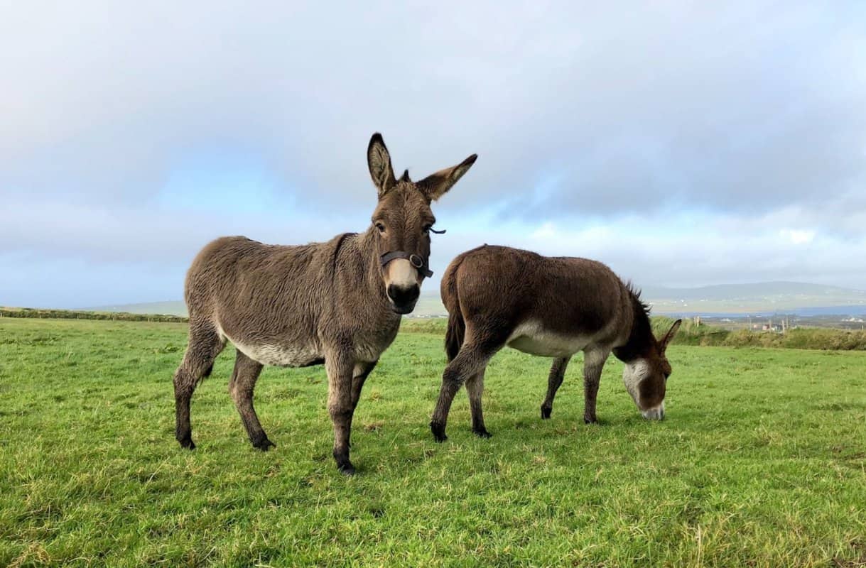Why Are Donkeys Called Jackasses? (What To Know)
