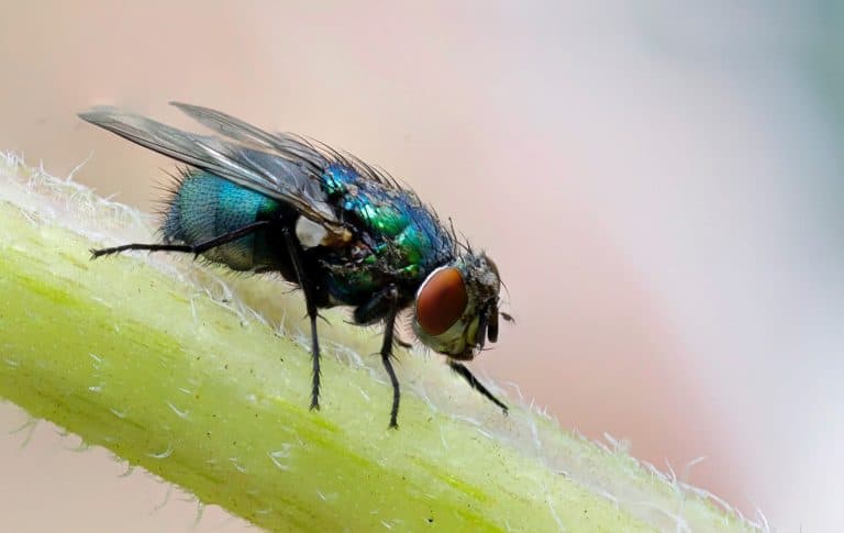Why Do Flies Exist? (9 Reasons Why) | VeryInformed