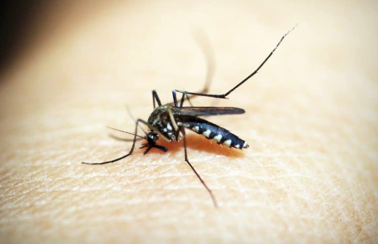 7 Reasons Why Mosquitoes Come Out At Night