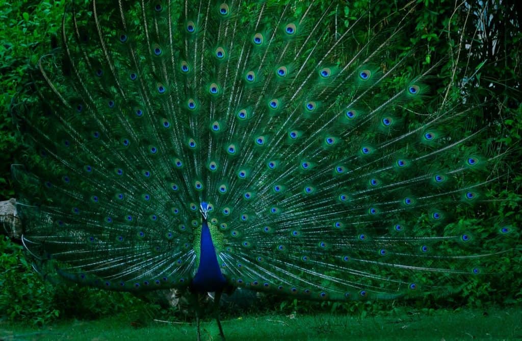 5 Reasons Why Peacocks Spread Their Feathers