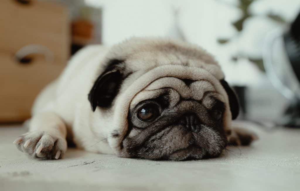 Why Are Pugs So Cute? (11 Revealing Reasons)