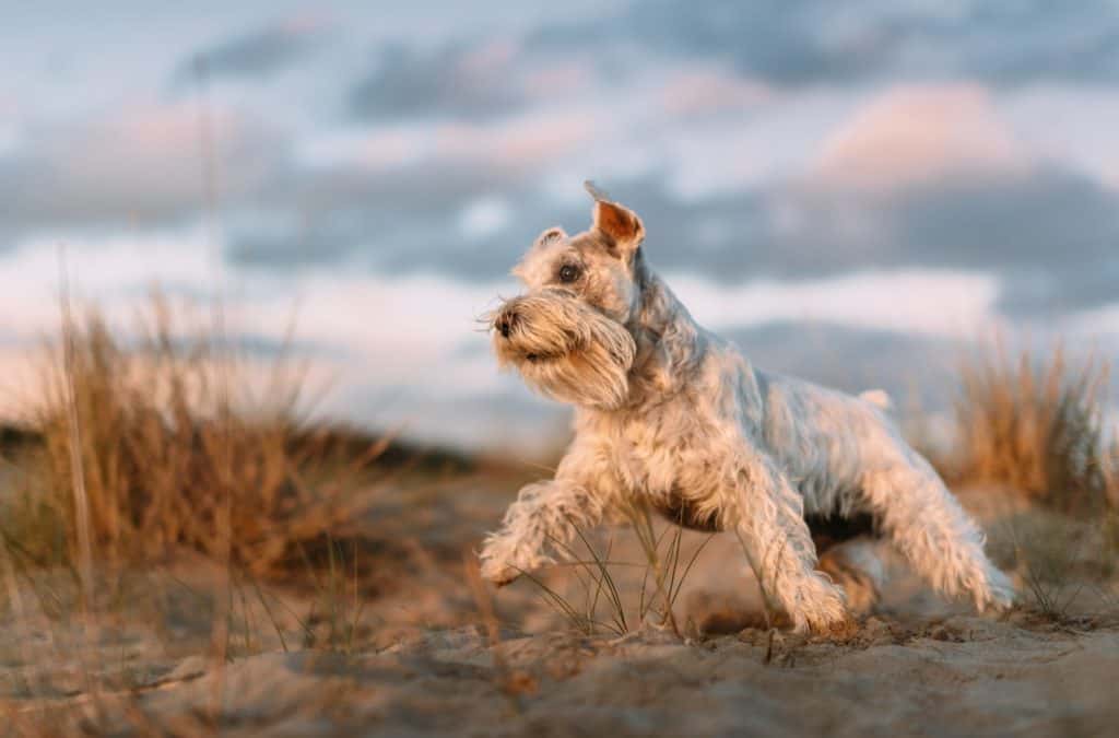 11 Reasons Why Schnauzers Are The Worst Dogs