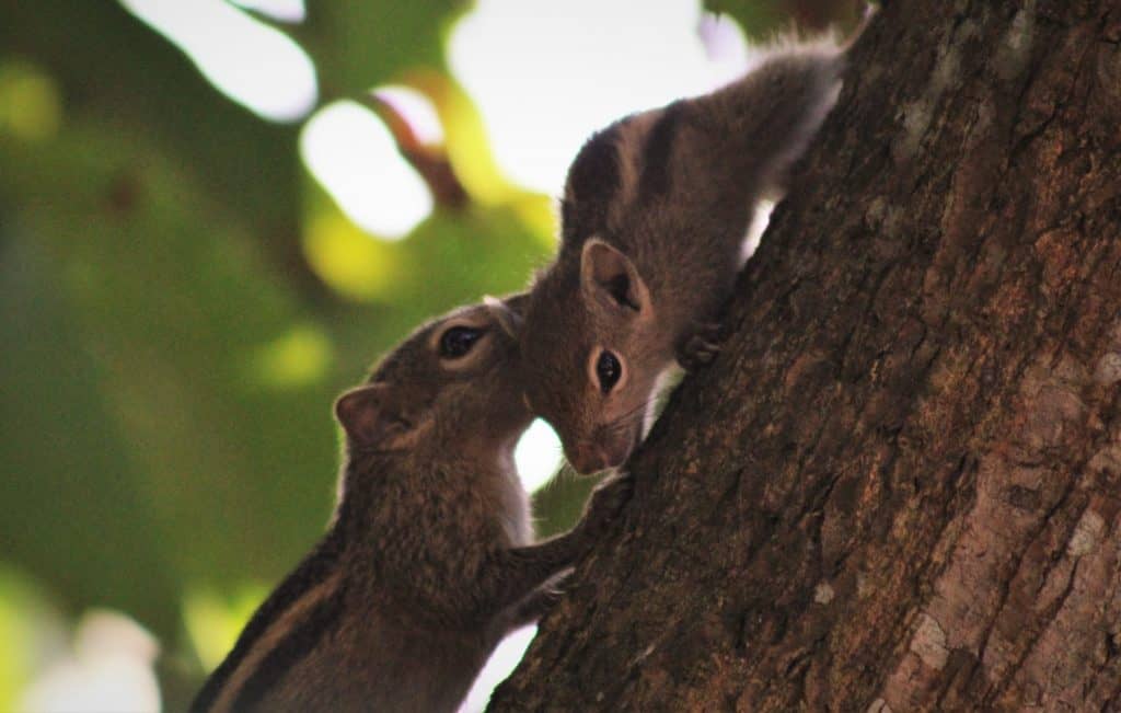 Why Do Squirrels Chase Each Other? (7 Reasons Why)