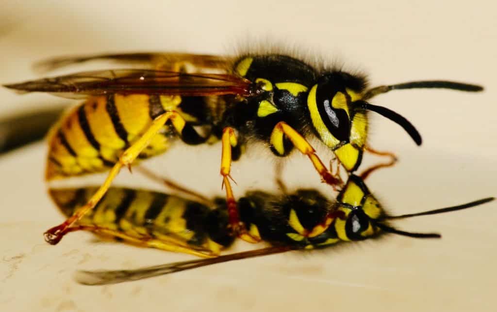 Why Do Wasps Follow You? (9 Must-Know Reasons)